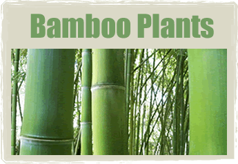 California Bamboo Nursery - Jungle Supply Co - Sacramento Bamboo Plants ...